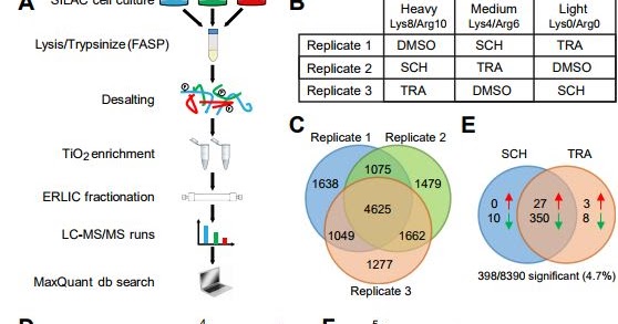 News in Proteomics Research: Specificity of phosphorylation responses ...