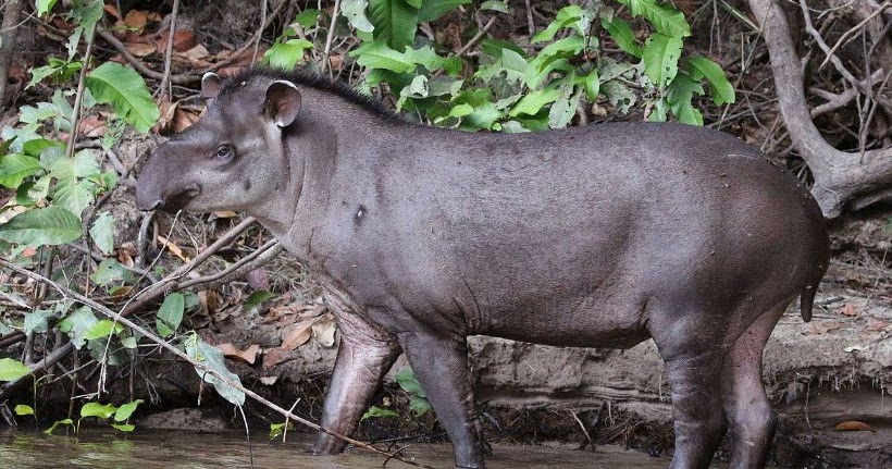 Dan Horvath's Running Blog: Why You Should Always do a Tapir