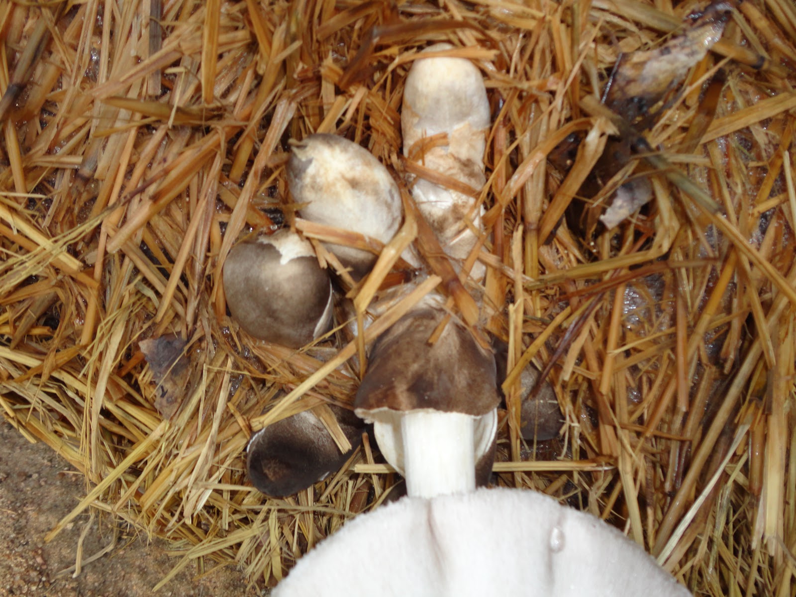 Paddy Straw Mushroom