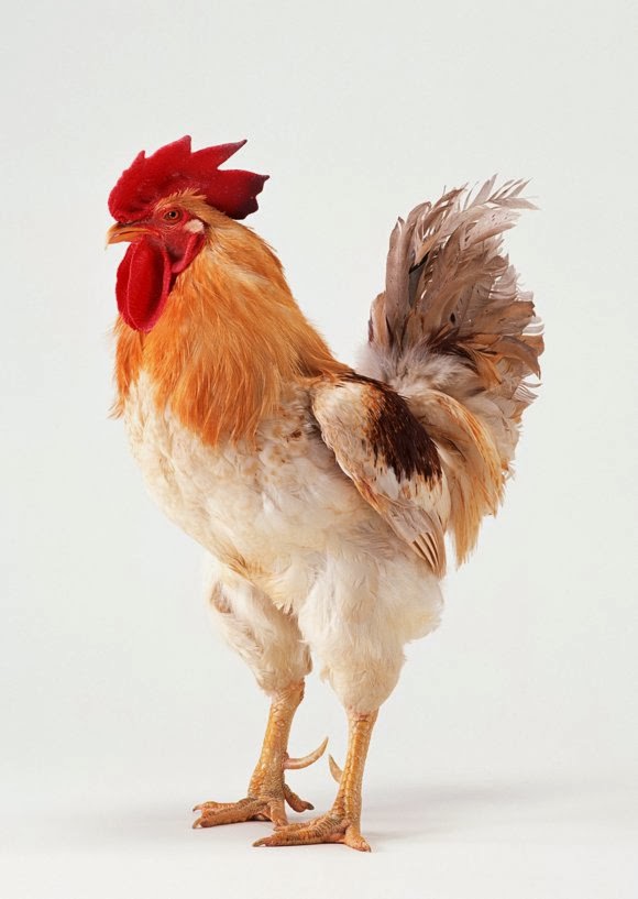 21 Gambar Ayam Stock Photo High Resolution