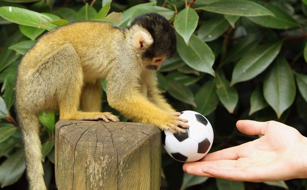 ForAnimalLover: Bolivian squirrel monkeys play with a toy football