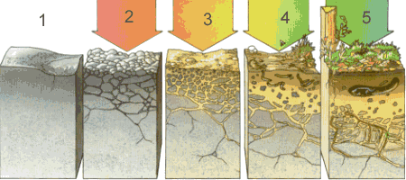 HUERTO ECOLÓGICO COLEGIO GINÉS MORATA: PREPARANDO UN SUELO FÉRTIL