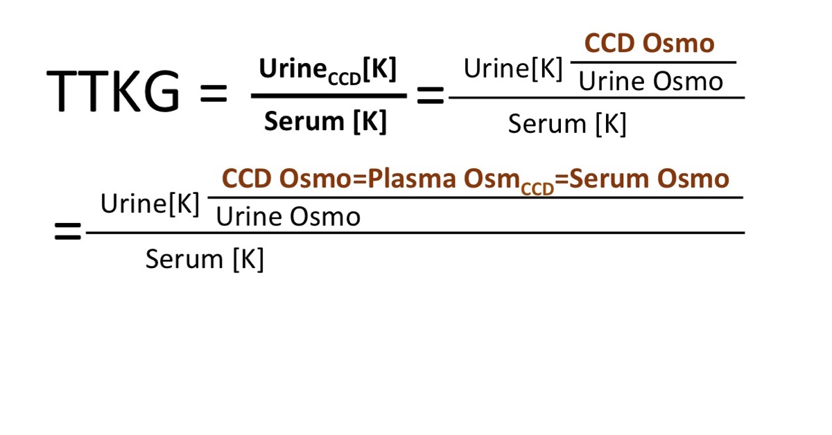 陳鋭溢: 你濫用了TTKG嗎？從鉀離子的排泄說起