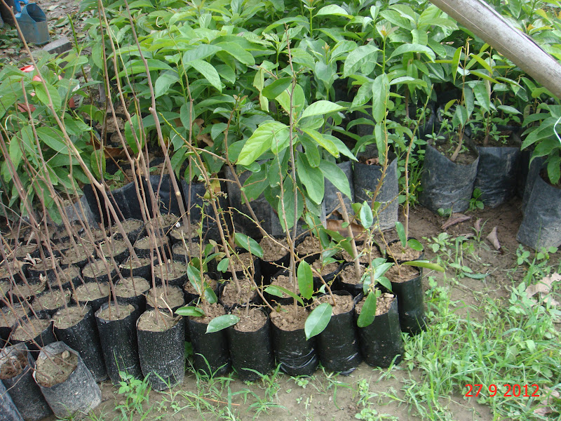 Experimental Farming: Soursop, Annona Muricata
