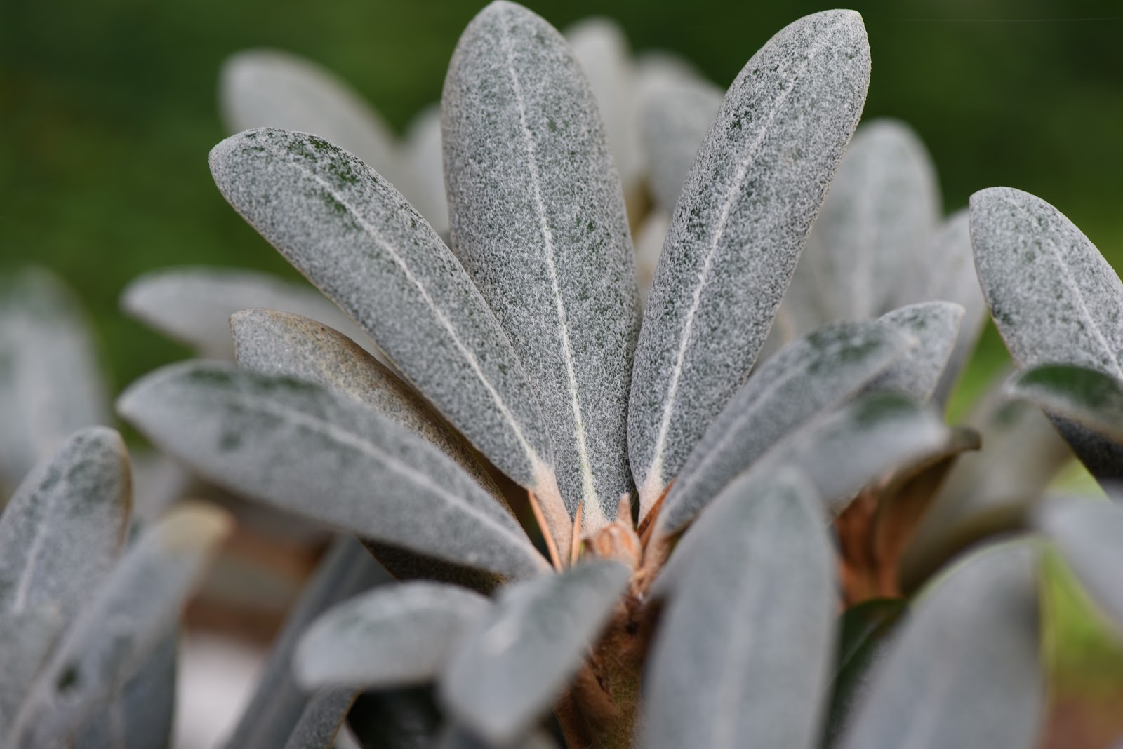 Hagtorpet: Rhododendron med indumentum och tomentum på bladen