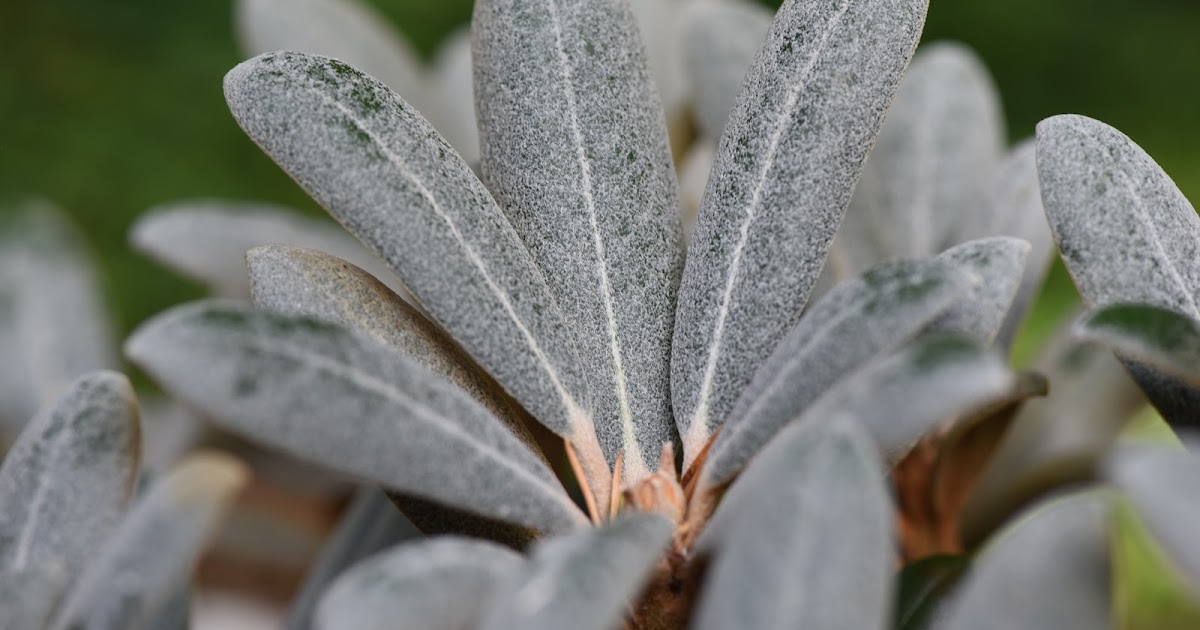 Hagtorpet: Rhododendron med indumentum och tomentum på bladen