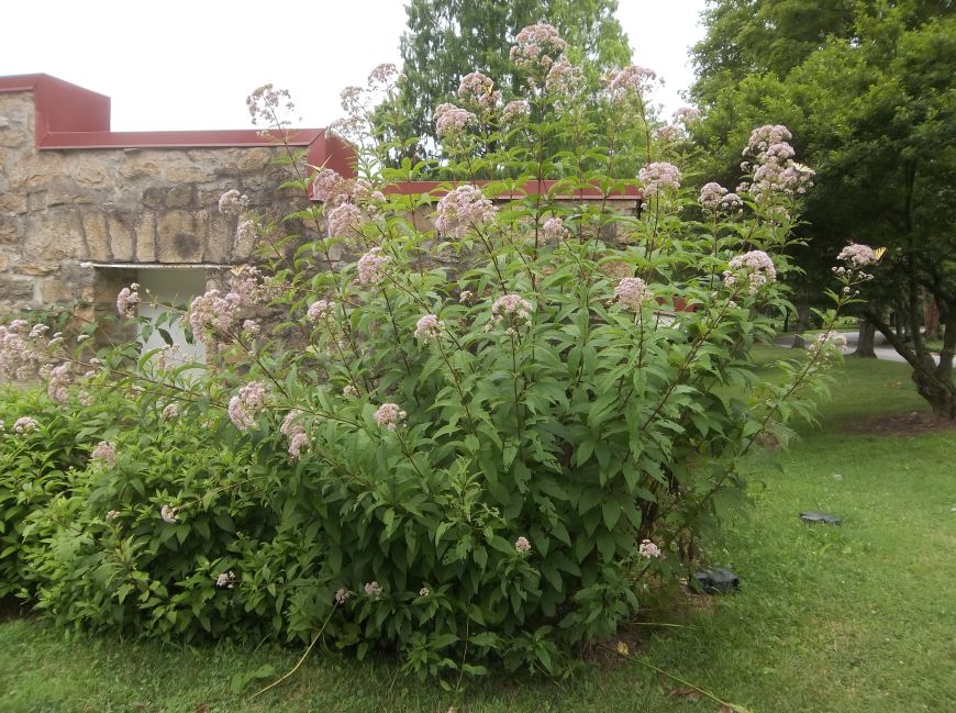 Future Plants by Randy Stewart: Eupatorium
