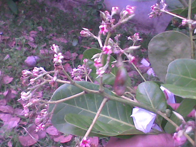 Noriesya: KEUNIKAN DAN KEENAKKAN JAMBU GAJUS