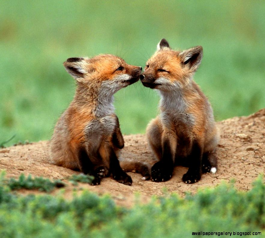 Cute Animals I Love You | Wallpapers Gallery