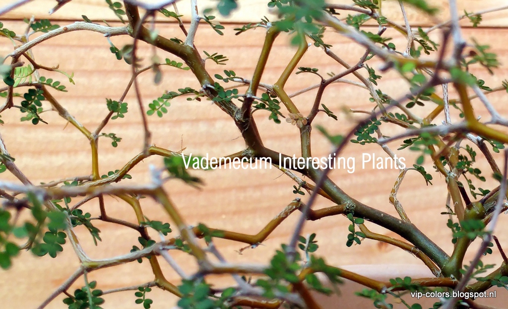 Vademecum Interesting Plants: Sophora prostrata - (Perełkowiec ...