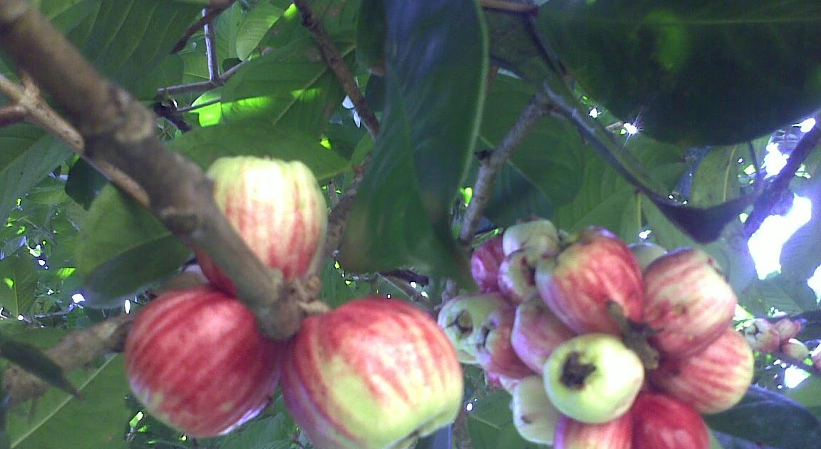 Segantang Lada: Jambu Bol