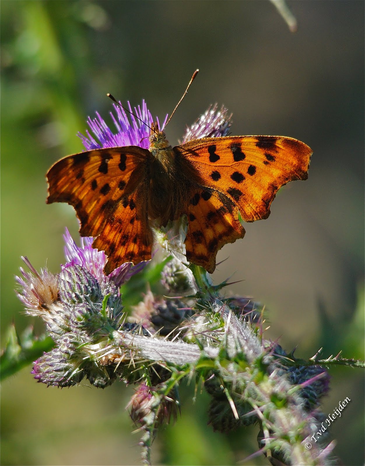 Theo’s Natuur Momenten: DE INSECTEN VAN HET KEMPEN~BROEK