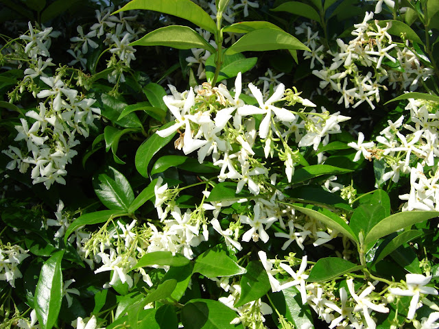 Miranta's little garden: Ρυγχόσπερμο