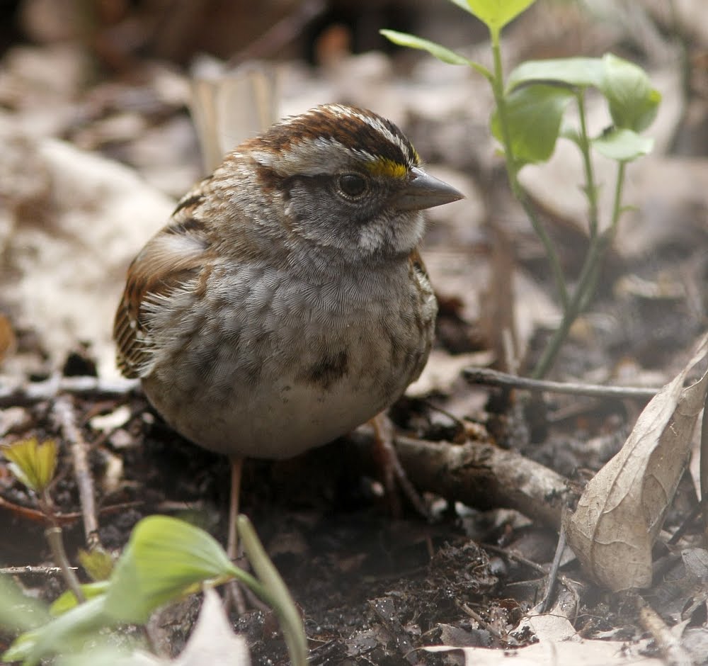 Birding Berrien and Beyond: Black-throated Green Sparrow?