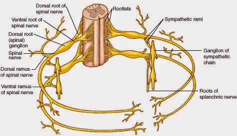 Knowledge Class: Human Nervous System