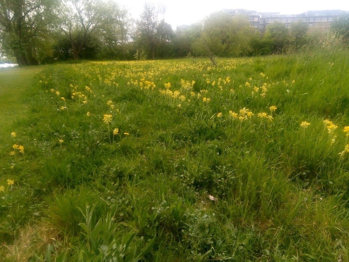 WEMBLEY MATTERS: Welcome changes in Brent Parks Department's management ...