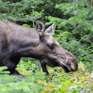 Naturellement des Pays, des Animaux et des Oiseaux: Photos d'oiseaux et ...