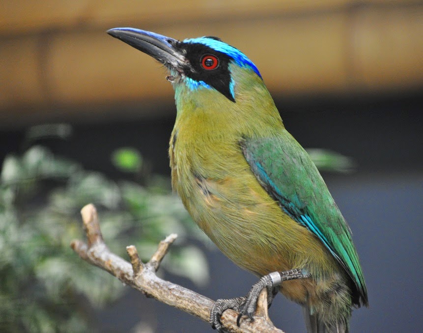 ZOOTOGRAFIANDO (6.100 ANIMALS): BARRANQUERO / BLUE-CROWNED MOTMOT ...