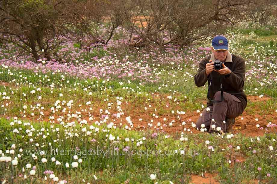 Life Images by Jill: Everlasting magic - midwest Western Australia