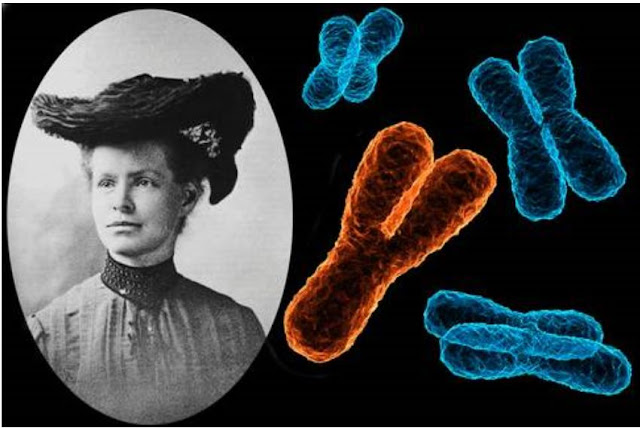 Mujerícolas: Nettie Stevens :Las bases cromosómicas del sexo