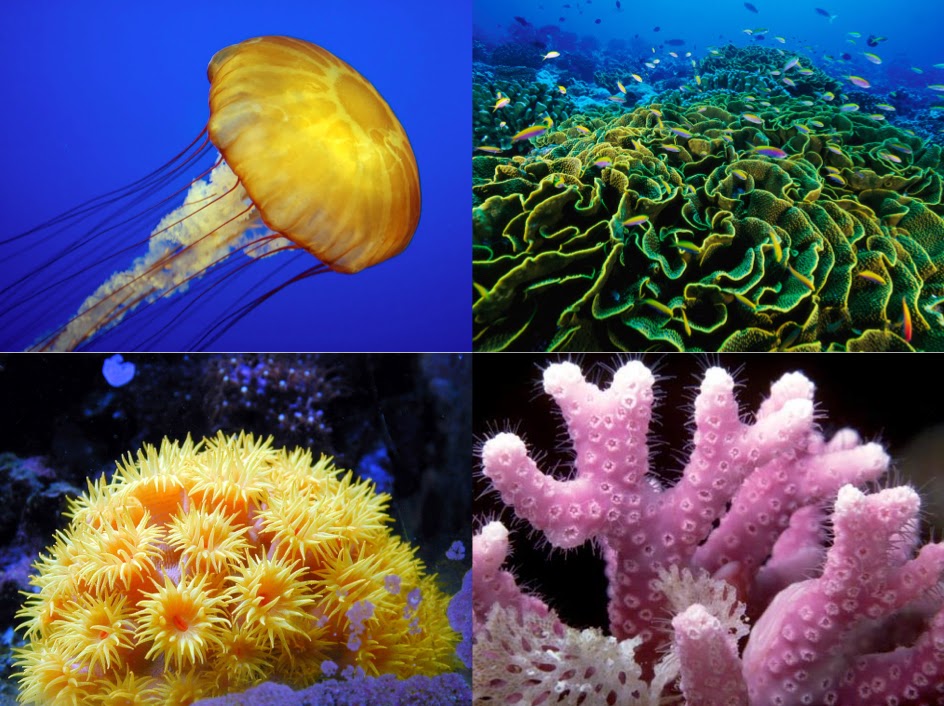 The Bluest Ice: Coral reefs: why they are wonderful, and why they are ...