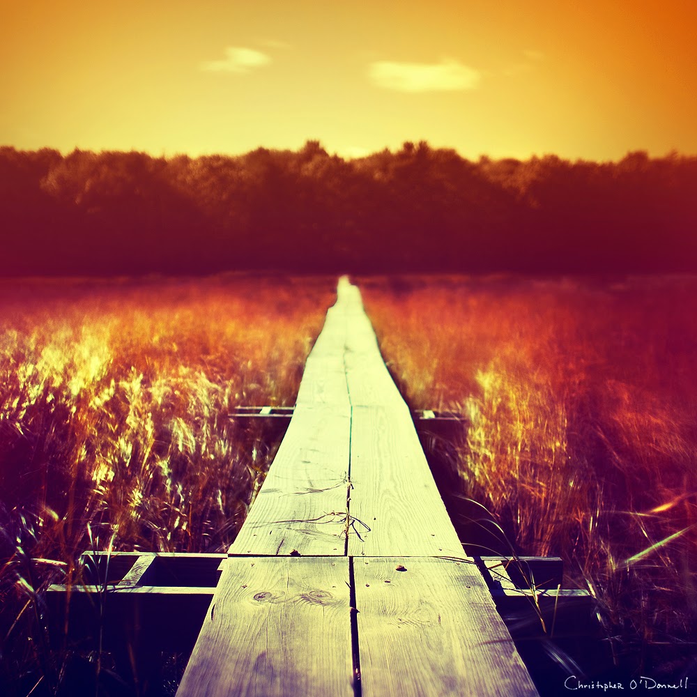 Taylor T: Elements & Principles of Photography