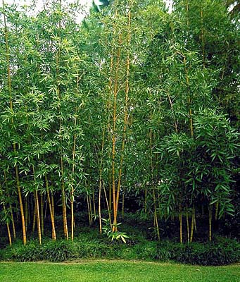 pokok buluh /bambusa (jenis dan penjagaan) : debungor