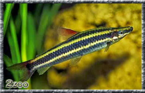 HEADSTANDER FISH photos - wallpapers | the fun bank