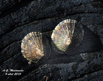 Biodiversidad Costa Granadina y ... (Fauna): Lapa (Patella caerulea)