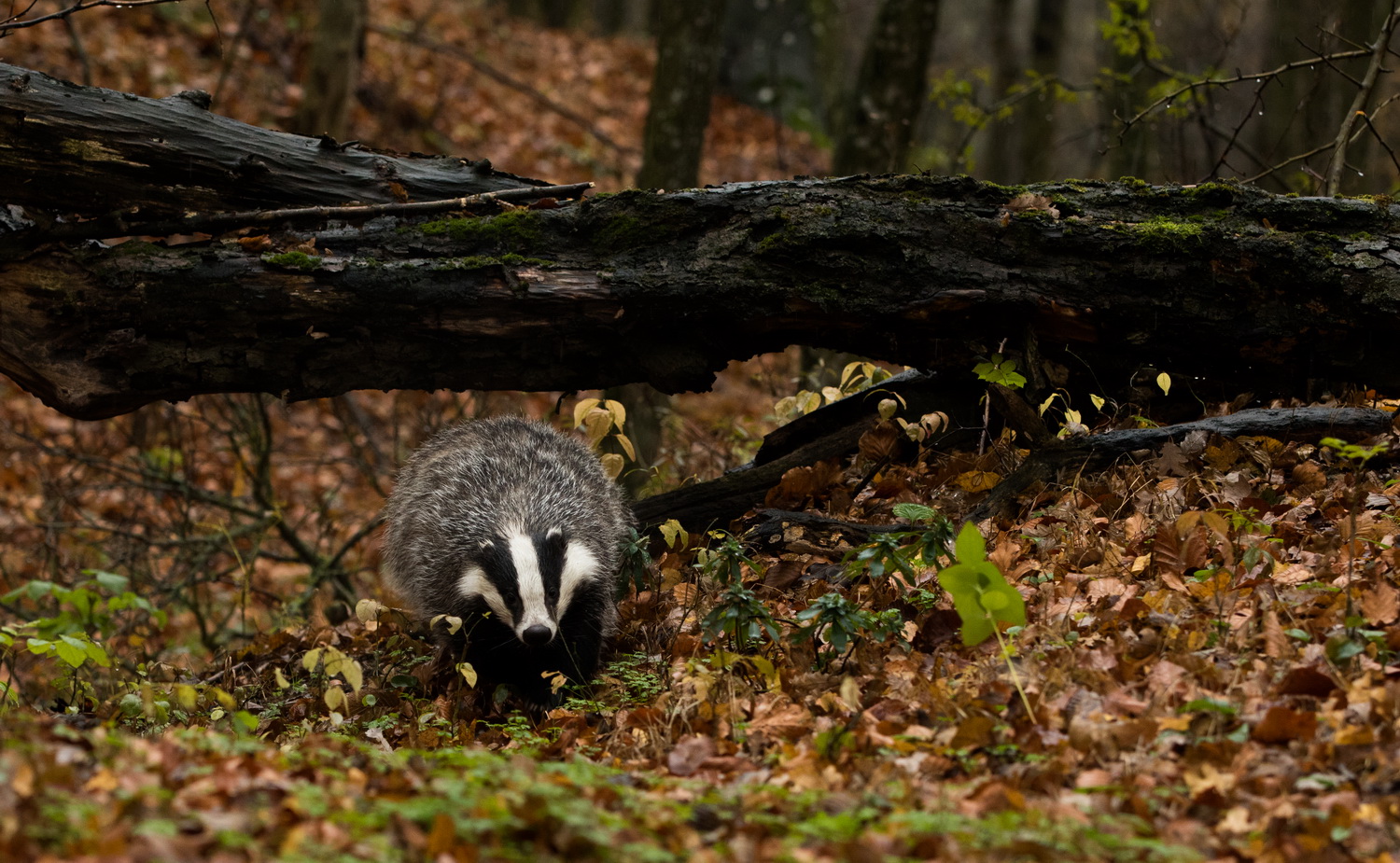 Kilometer G 0945: JAZVEC LESNÝ II