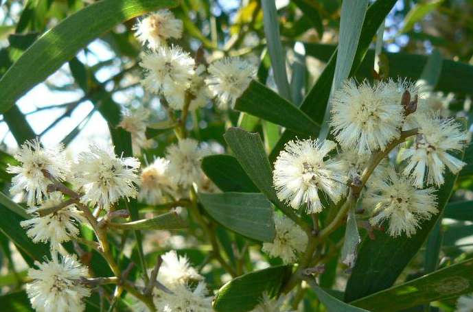 Flowering Petals: Acacia
