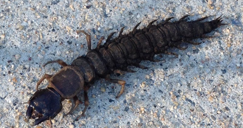 Casters Fly Shop: Articulated Helgi- Hellgrammite Larva Using Cohen's ...