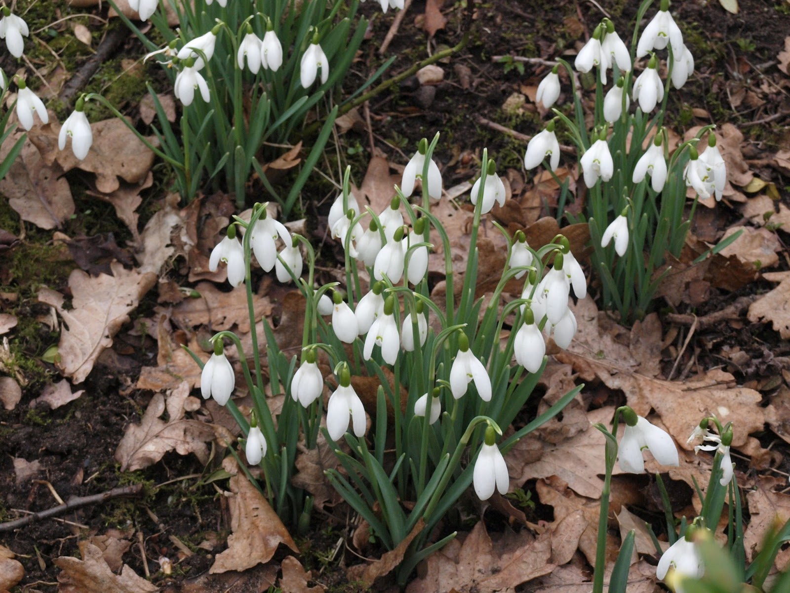 Ragged Robin's Nature Notes: Snowdrops and Aconites at The Gardens