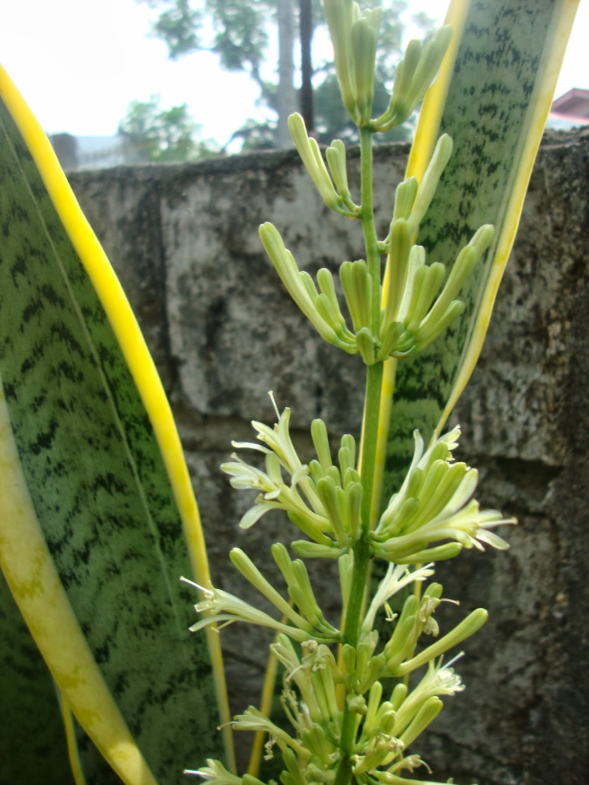 My Blog ... Activities: Espada Plant Flower