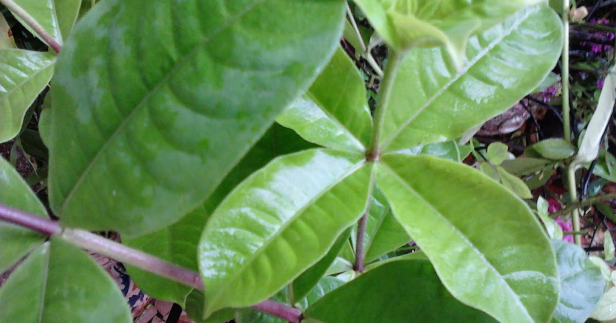 Allamanda Blanchetti Mauve colored Bell trumpet shaped large sized ...