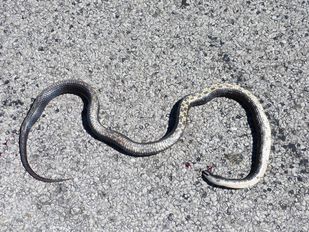 Norfolk County Naturalist: Gray Ratsnake Norfolk