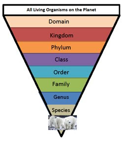 Mrs. Schaefer's 5th Grade Class: Classifying Organisms- Ch. 3 Test Next ...