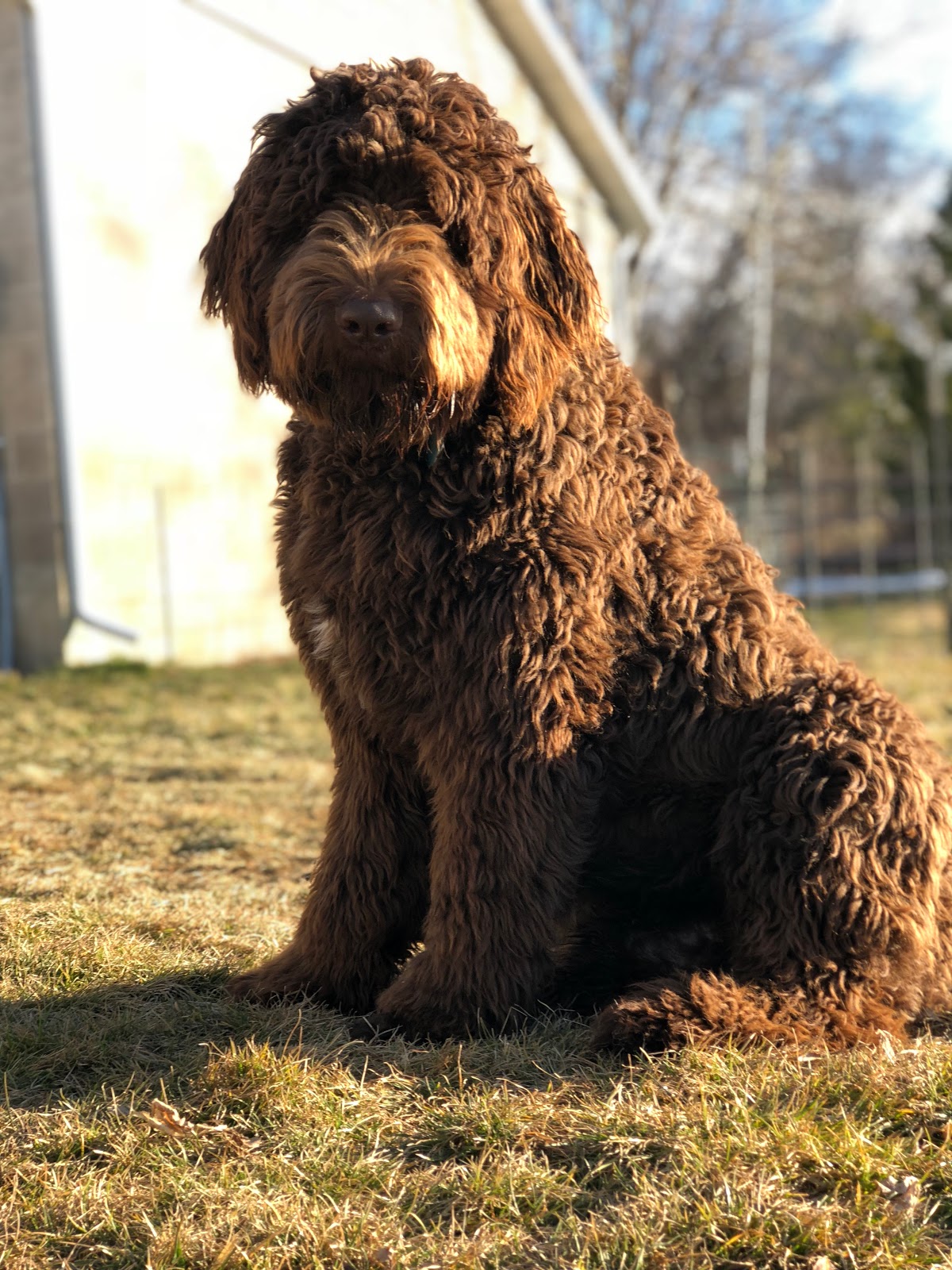 Nodessa Farms Newfypoos: Puppies!!