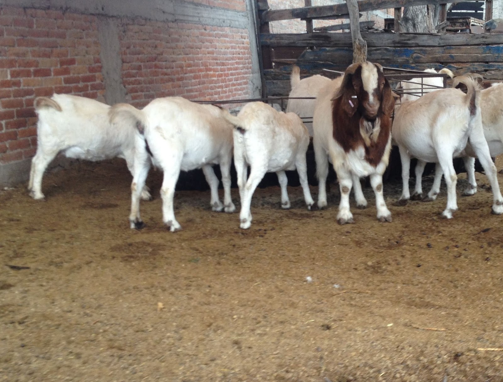 Sementales de raza Boer - chivos y cabras