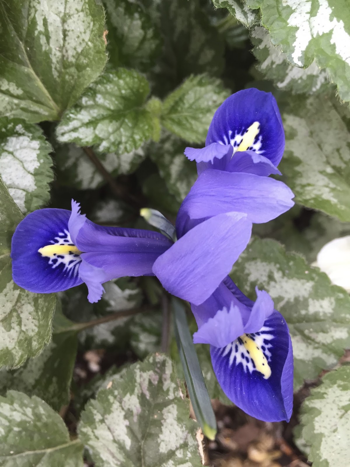 P O T A G E R: Tiny Iris Reticulata