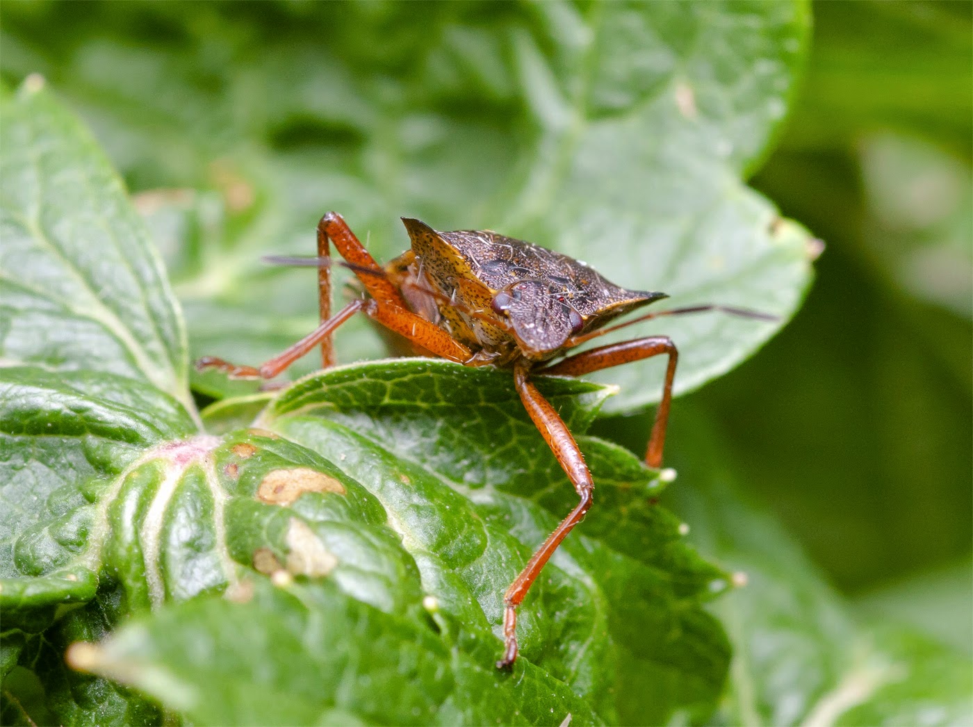 Bfb`s Outdoor Ramblings: Red Legged Shieldbug - Pentatoma rufipes