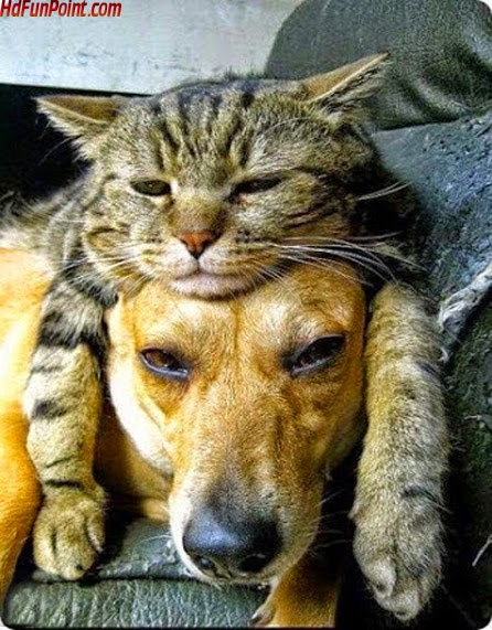 Amazing Funny Animals Friendship Images ~ Amazing Funny Photos