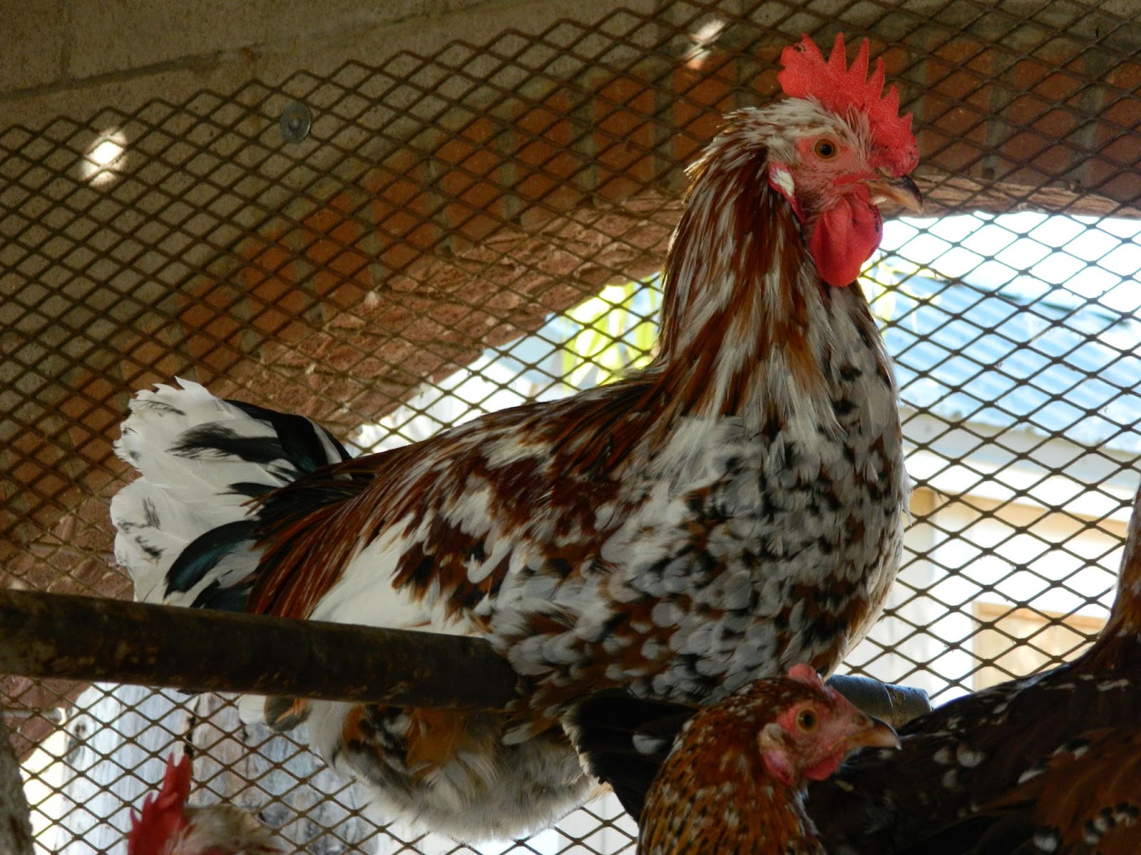 Aloha Chickens: Turken Alohas!
