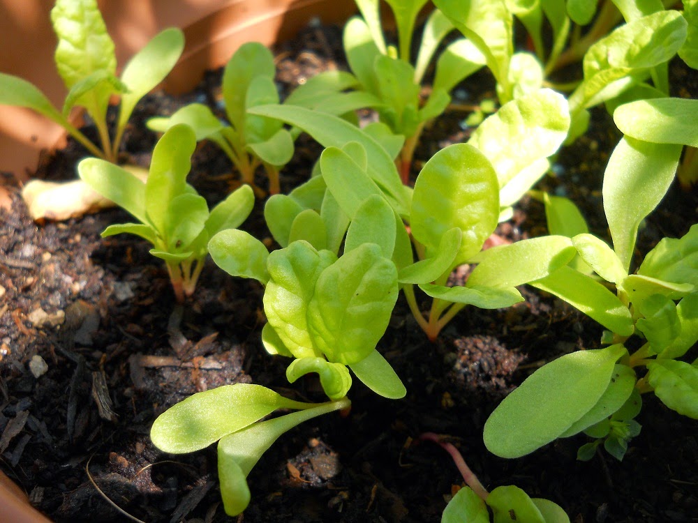 Plantas para hombres: Beta vulgaris cicla, acelga