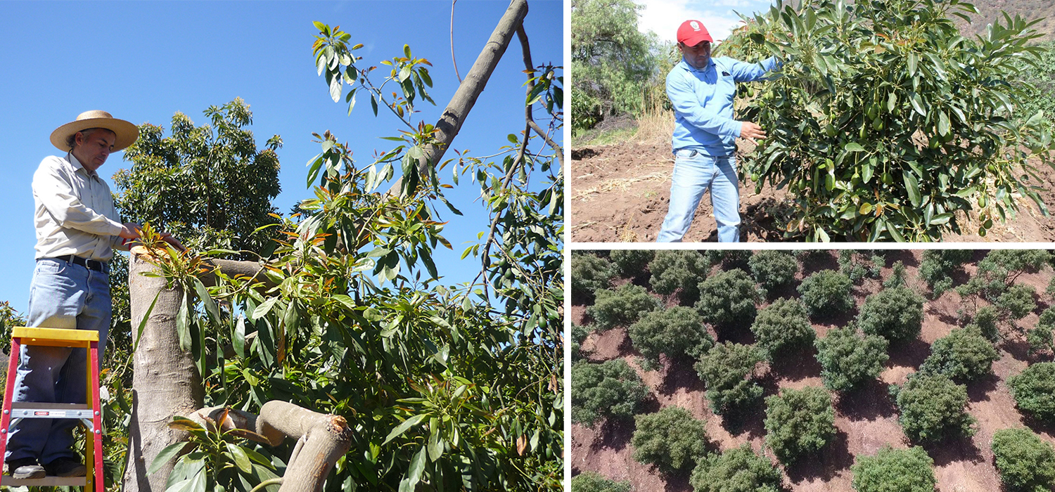 TRIBUNA LARAMATINA : COMO PODAR PALTOS "HASS" PARA LOGRAR ALTO RENDIMIENTO
