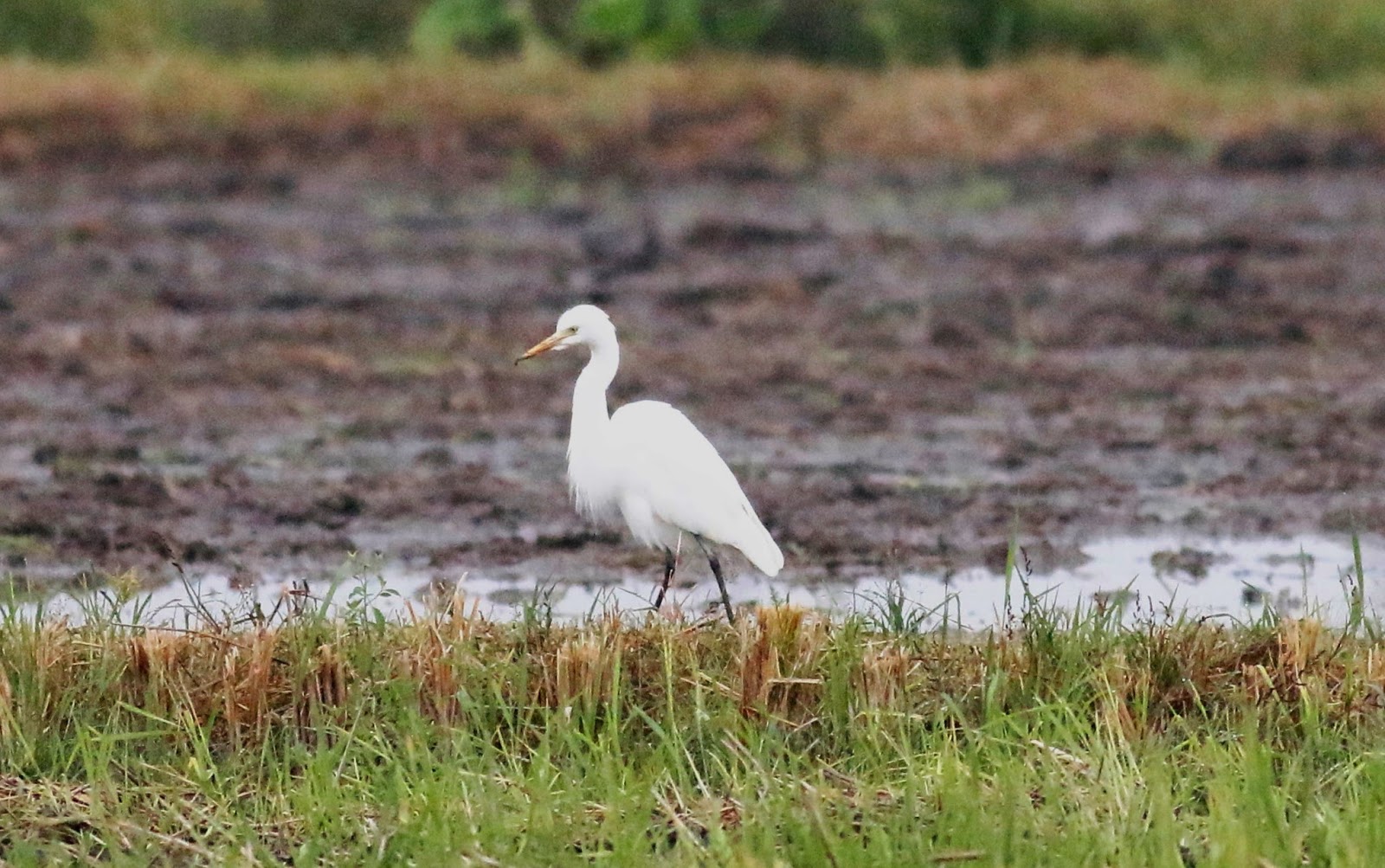 Ron-Nature-Adventures: Common Birds of Paddy Fields - Dec 2015 to Jan 2016