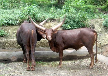 Java Banteng