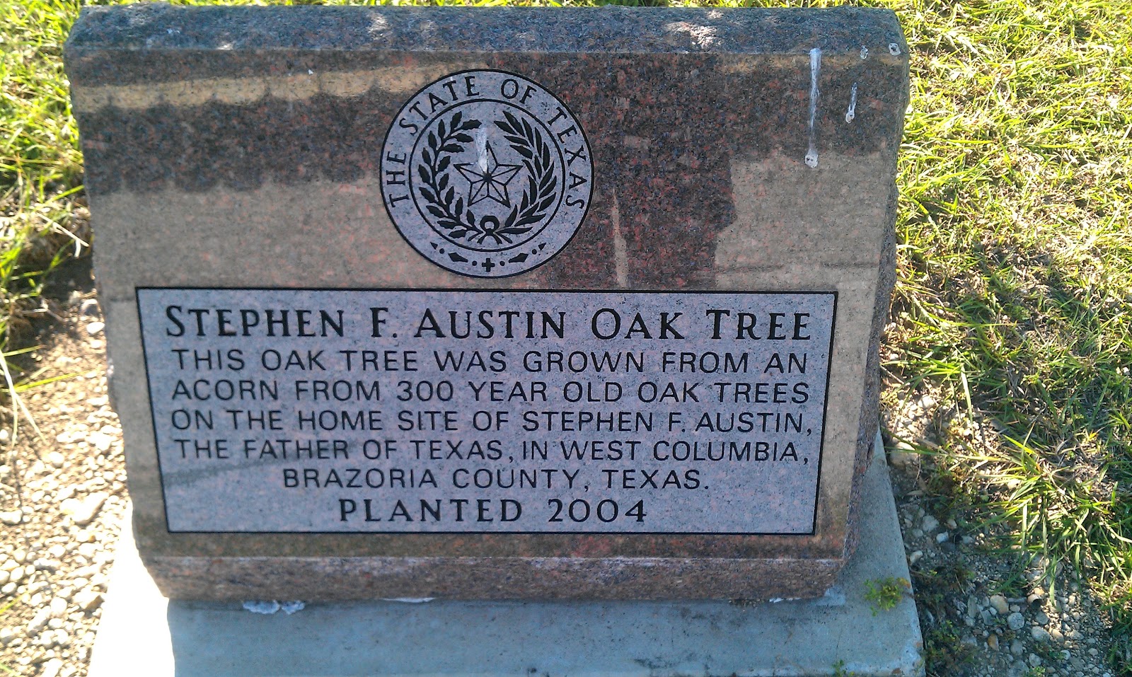 Life As It Is To Us: Stephen F Austin Oak Tree