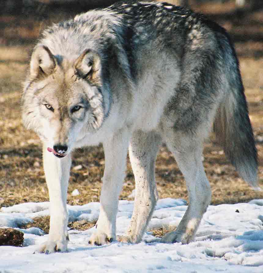 | Wolfs | Wolf Pictures | Wolf Images | Wolves | Red Wolf | Wolf ...