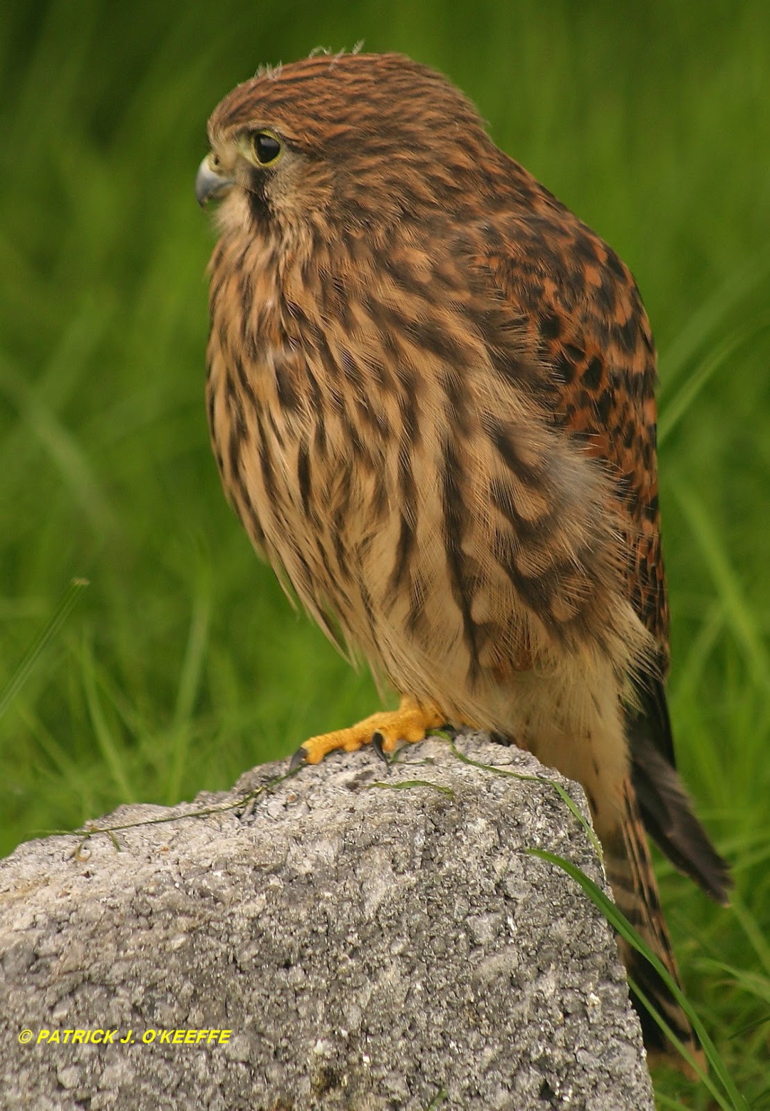 Raw Birds: EURASIAN KESTRELor COMMON KESTREL (Falco tinnunculus) female ...